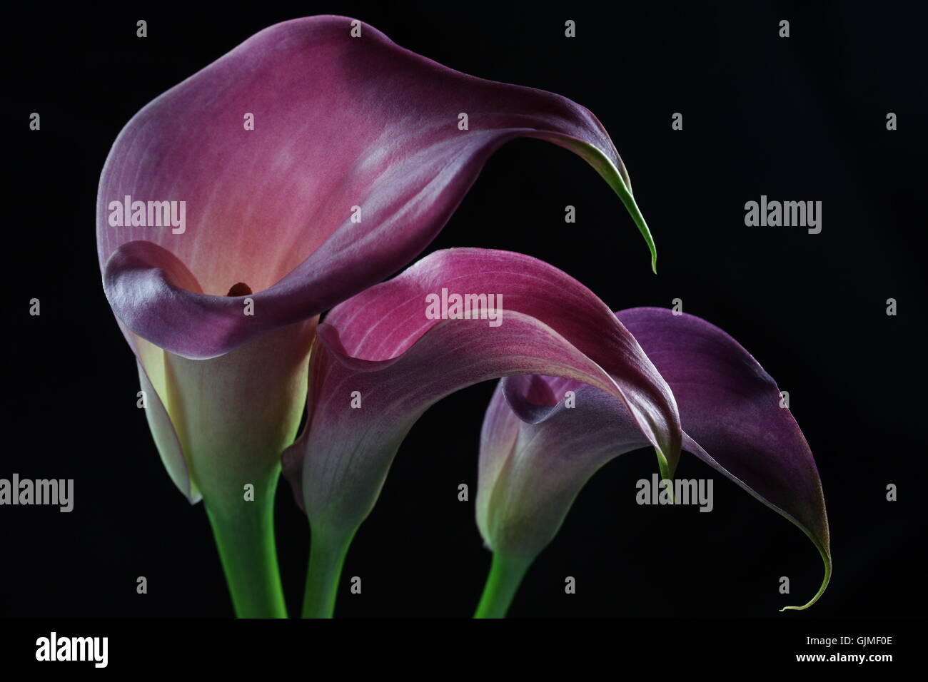 Callas flower hi-res stock photography and images - Alamy
