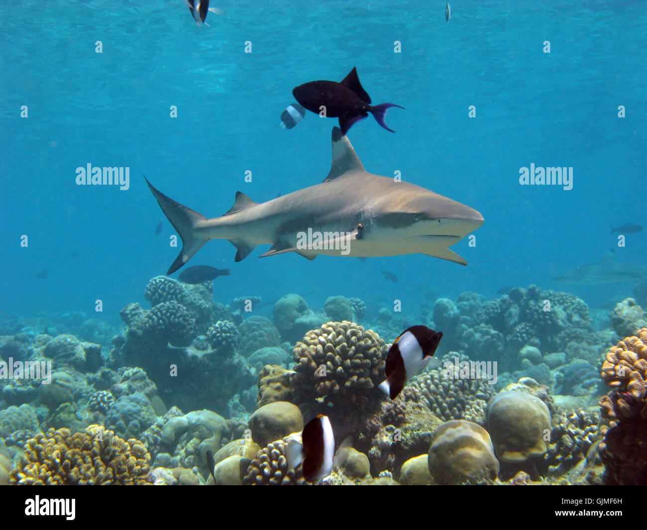 Shark free hi-res stock photography and images - Alamy