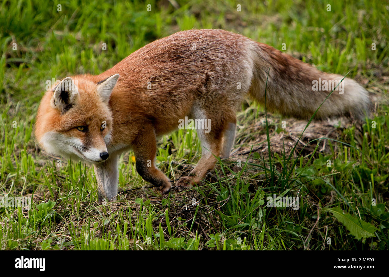 Red fox ears hi-res stock photography and images - Alamy