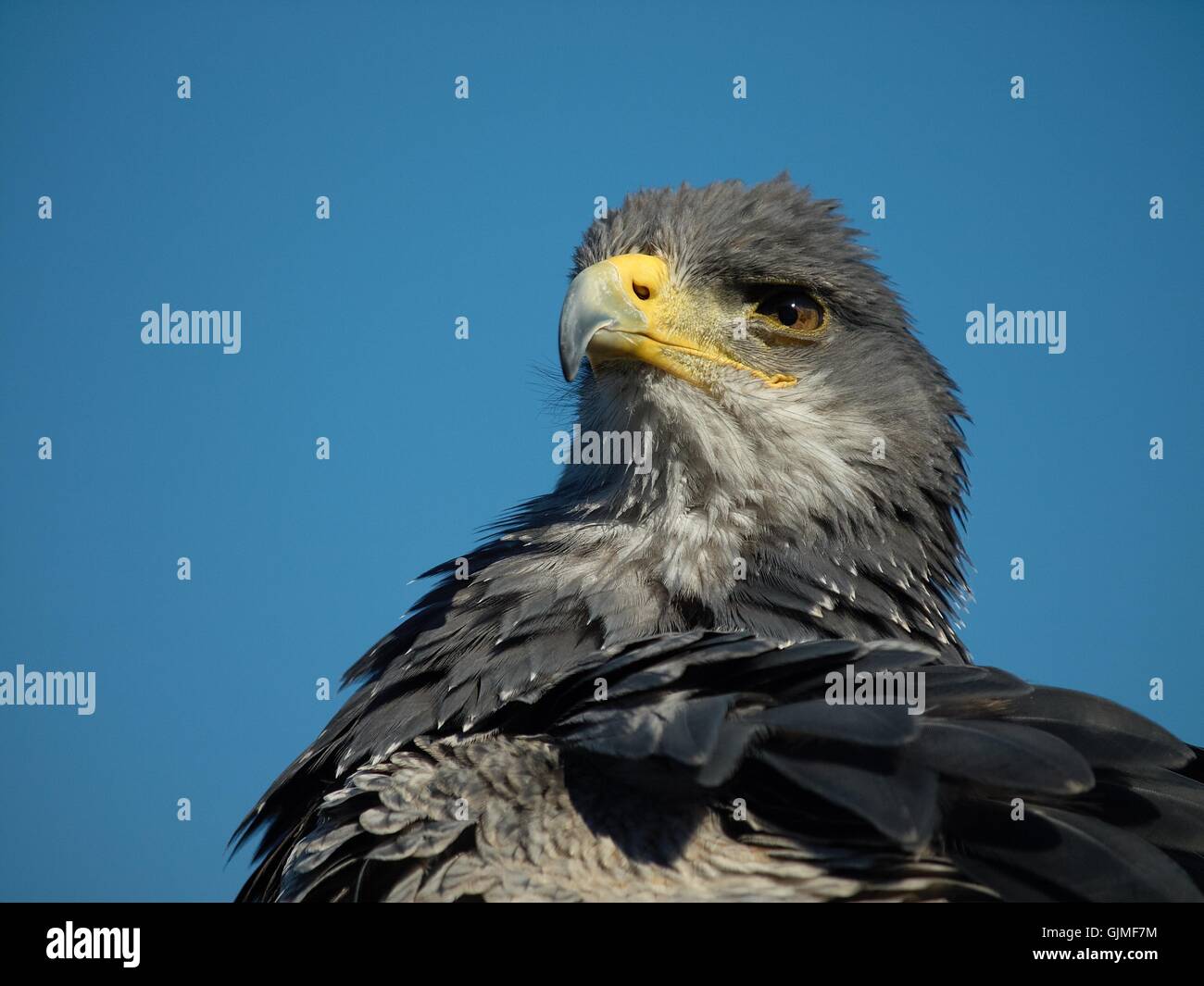 Blue raptor hi-res stock photography and images - Alamy