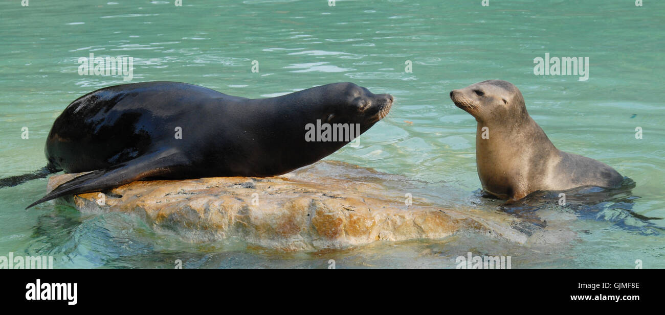 Animal fight hi-res stock photography and images - Alamy