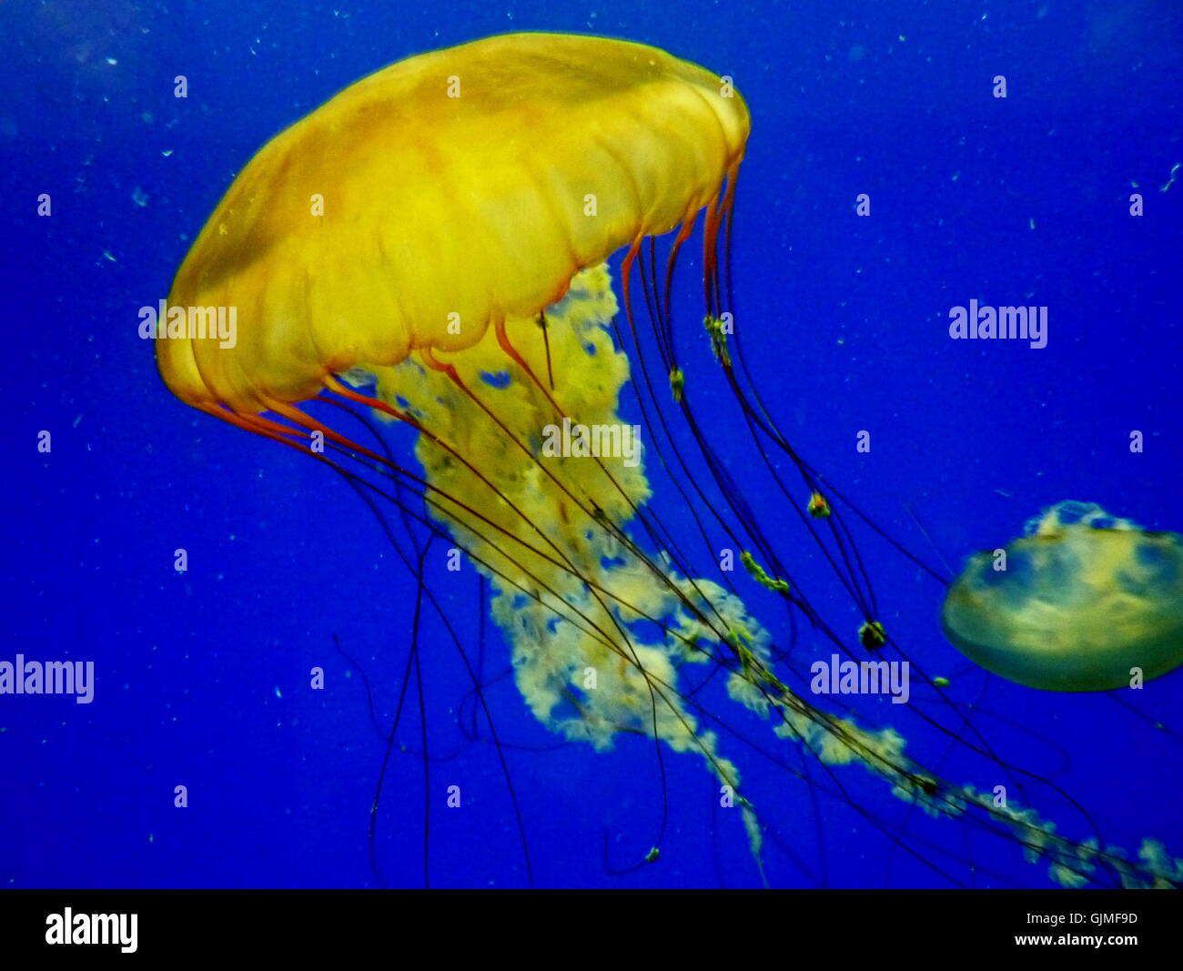 Water colour hi-res stock photography and images - Alamy