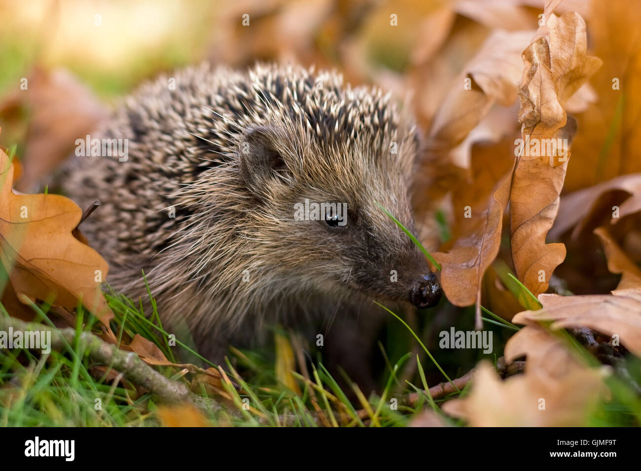 Hibernation preparation hi-res stock photography and images - Alamy