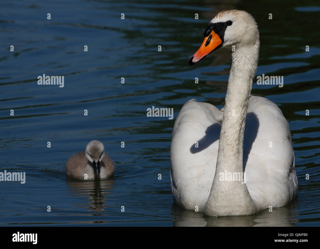 wild swans swan Stock Photo - Alamy