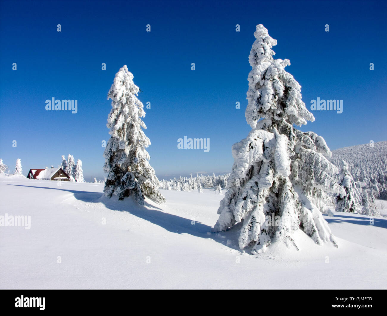 tree mountains winter Stock Photo - Alamy