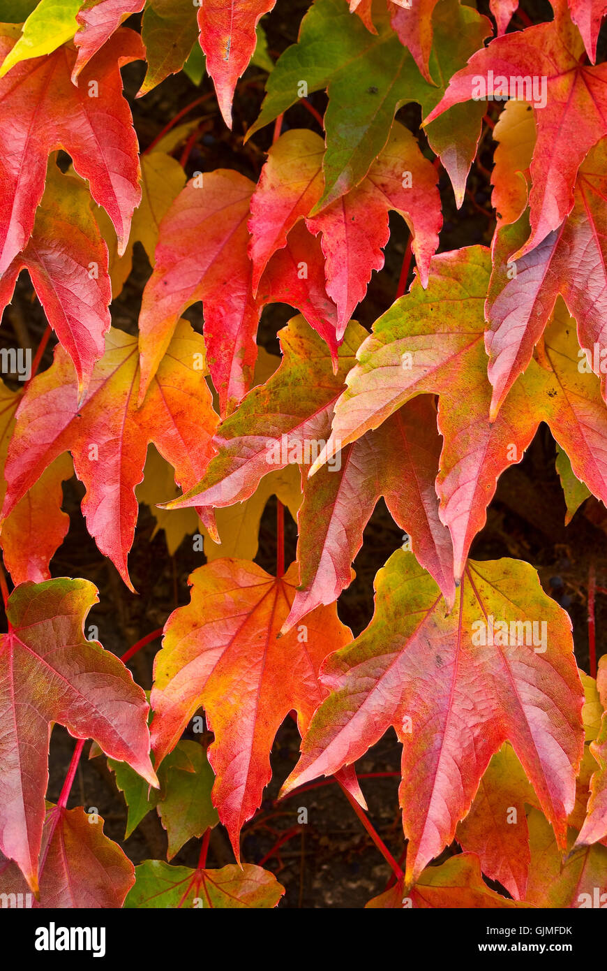 Red autumnal leaves wild hi-res stock photography and images - Alamy