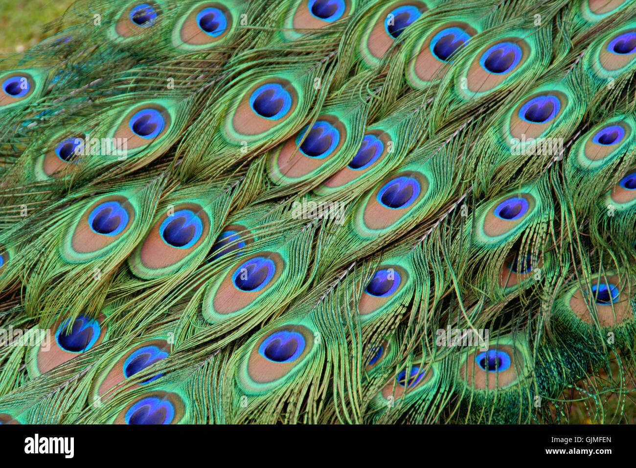 wheel bird eye Stock Photo - Alamy
