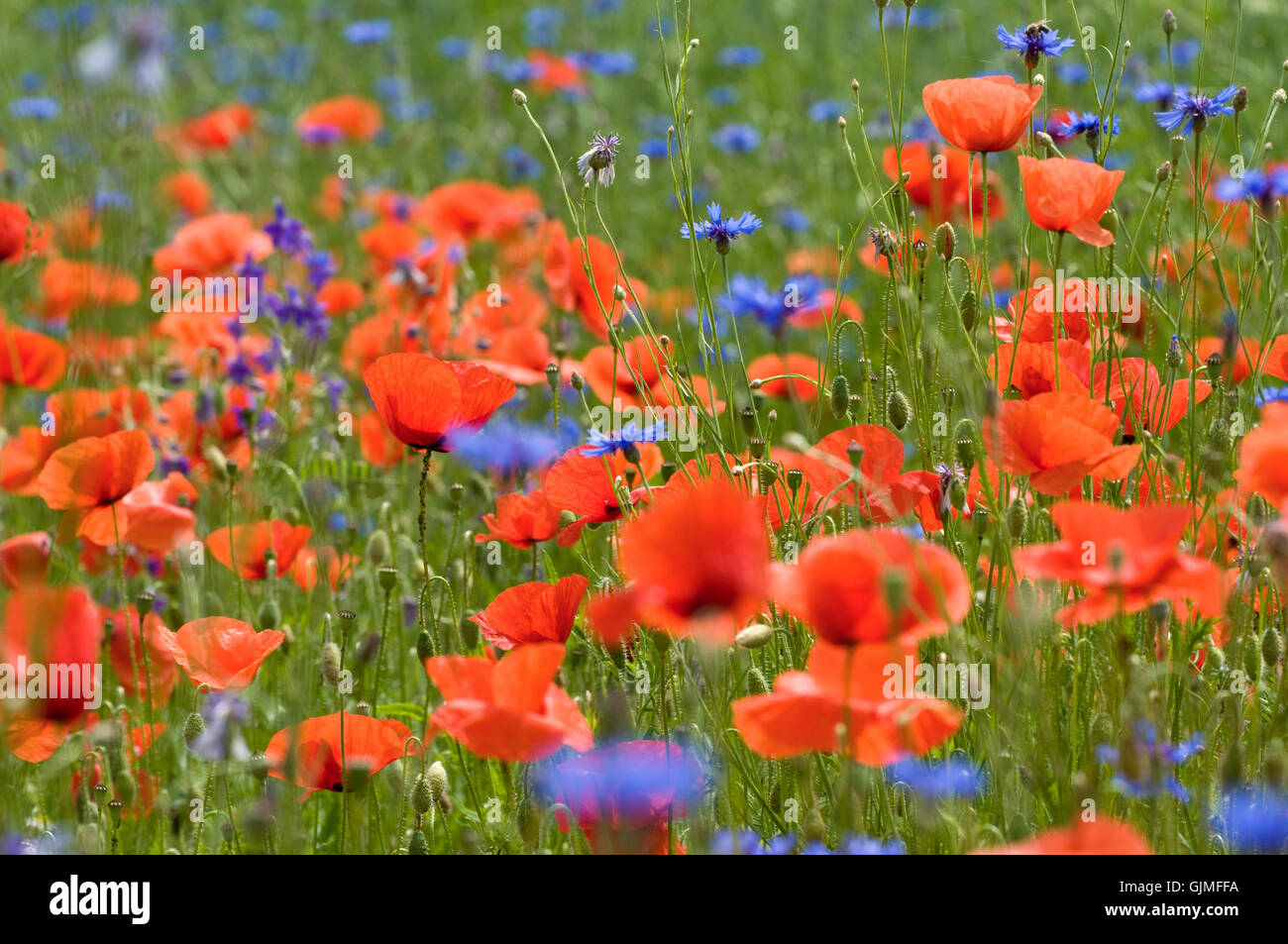 field poppy corn poppy Stock Photo - Alamy