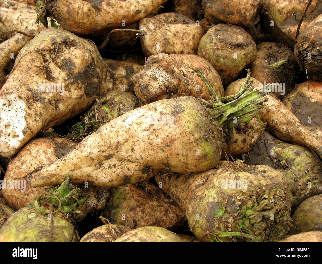 Beet turnip hi-res stock photography and images - Alamy