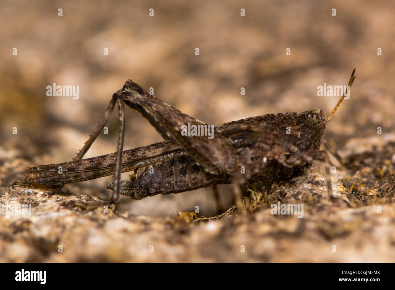 Slender groundhopper (Tetrix subulata) adult. Grasshopper-like insect ...