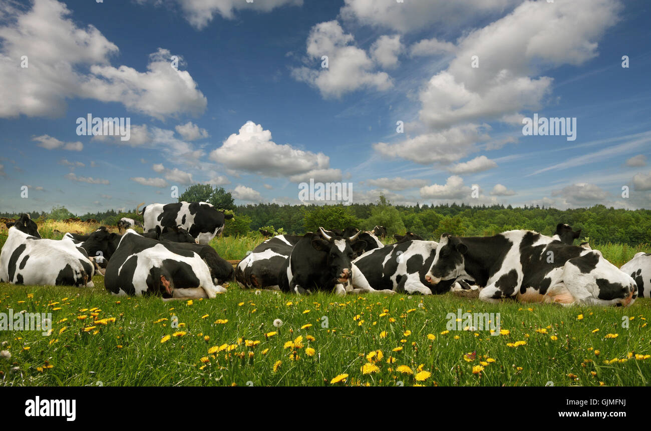 cow livestock bovine Stock Photo - Alamy