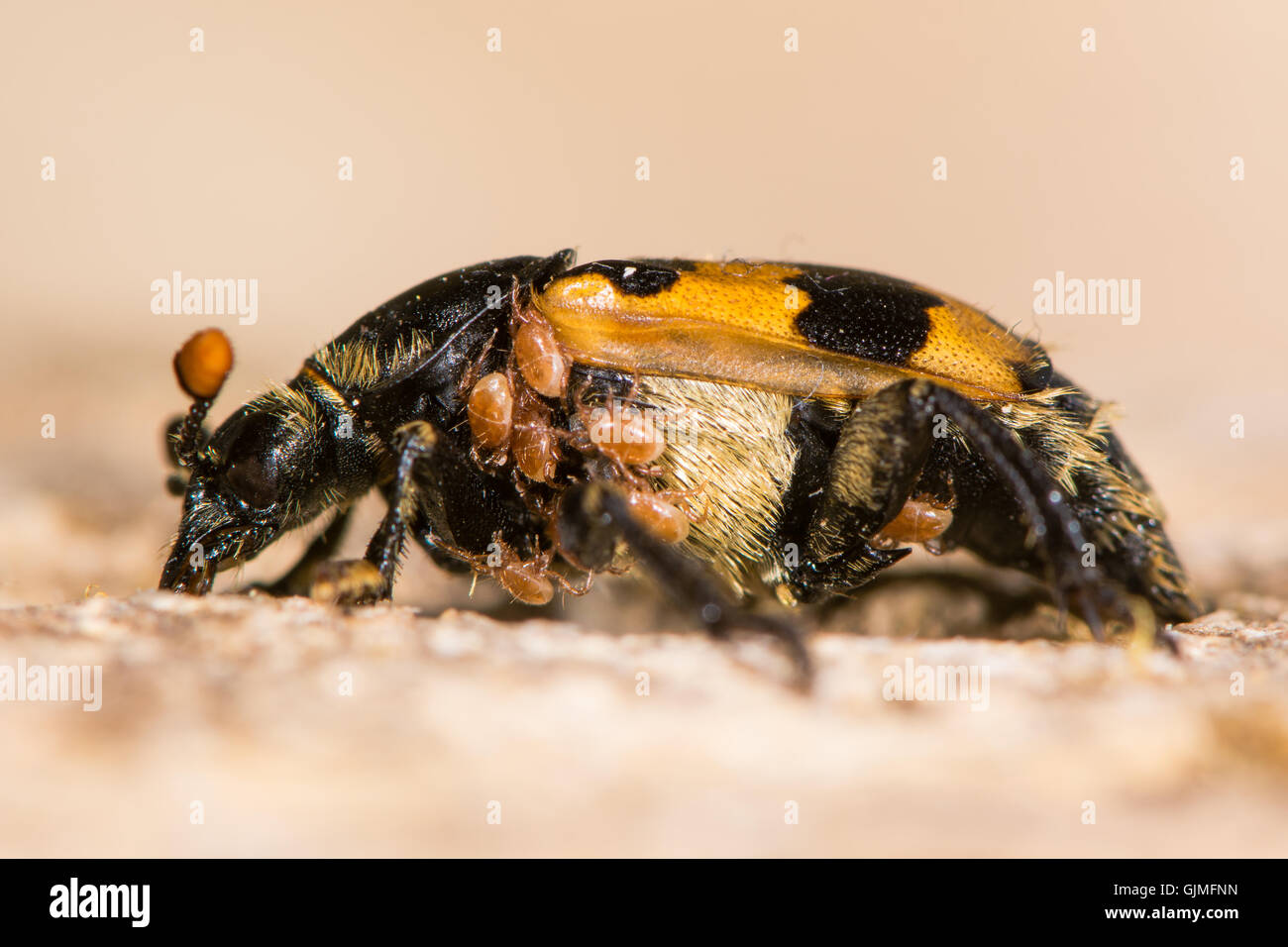 Nicrophorus vespillo burying beetle with mites. Orange and black ...