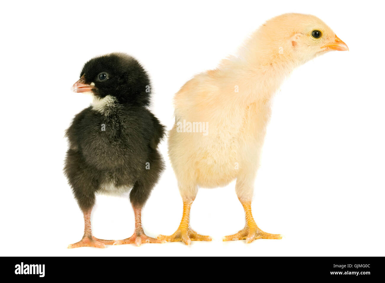 Swarthy infant hi-res stock photography and images - Alamy