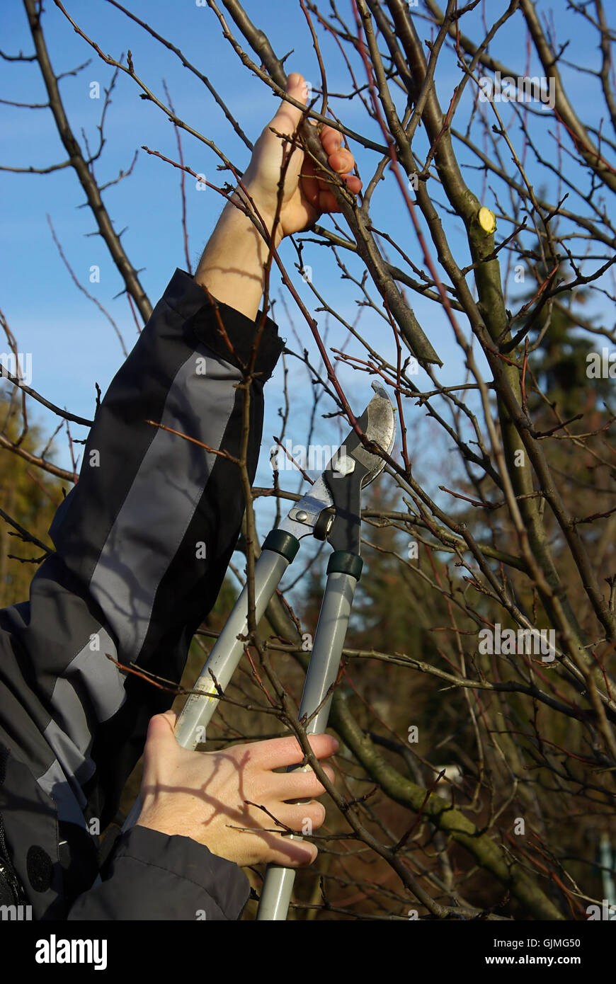 baum verschneiden - tree cutting 17 Stock Photo - Alamy