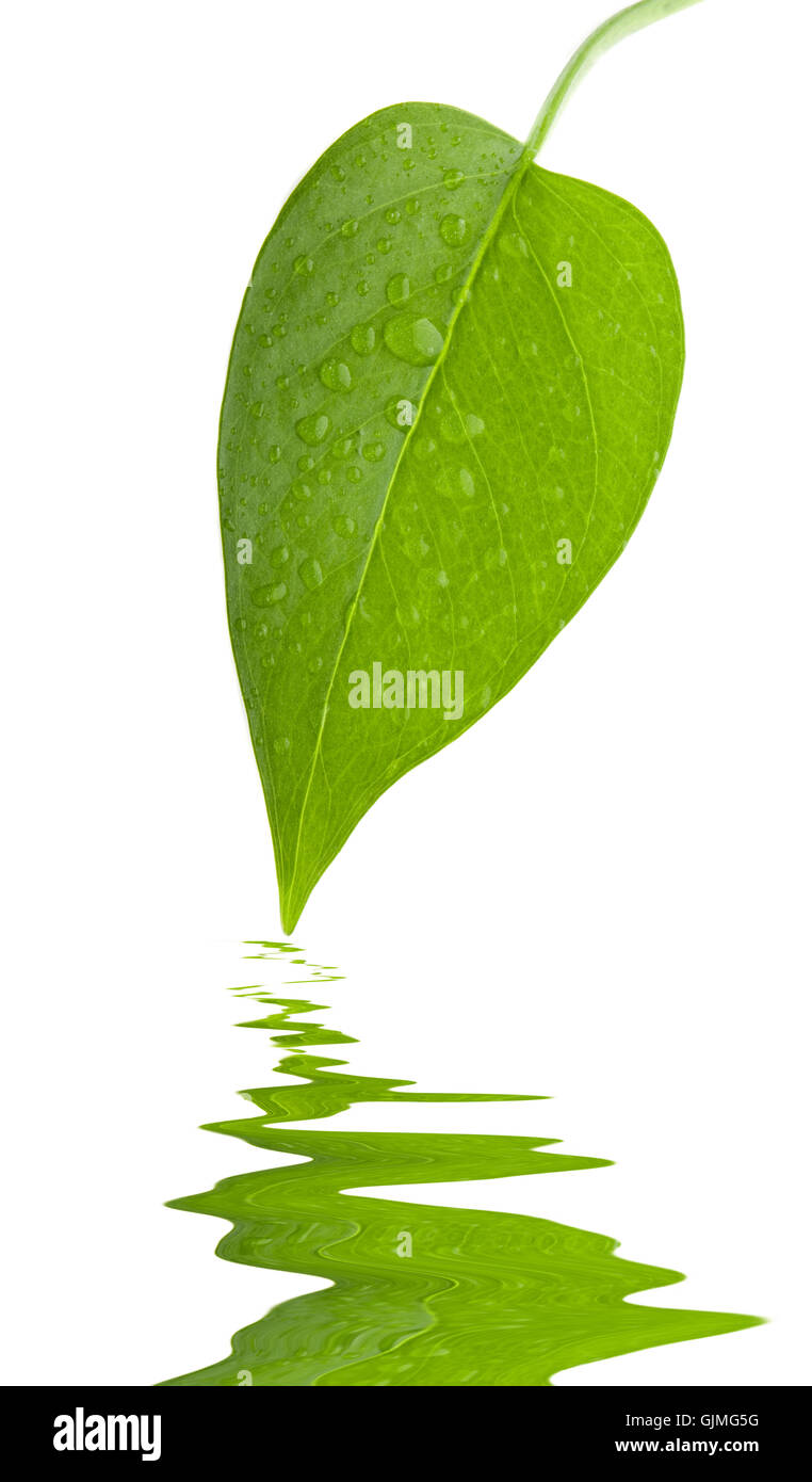 leaf drop lawn Stock Photo - Alamy