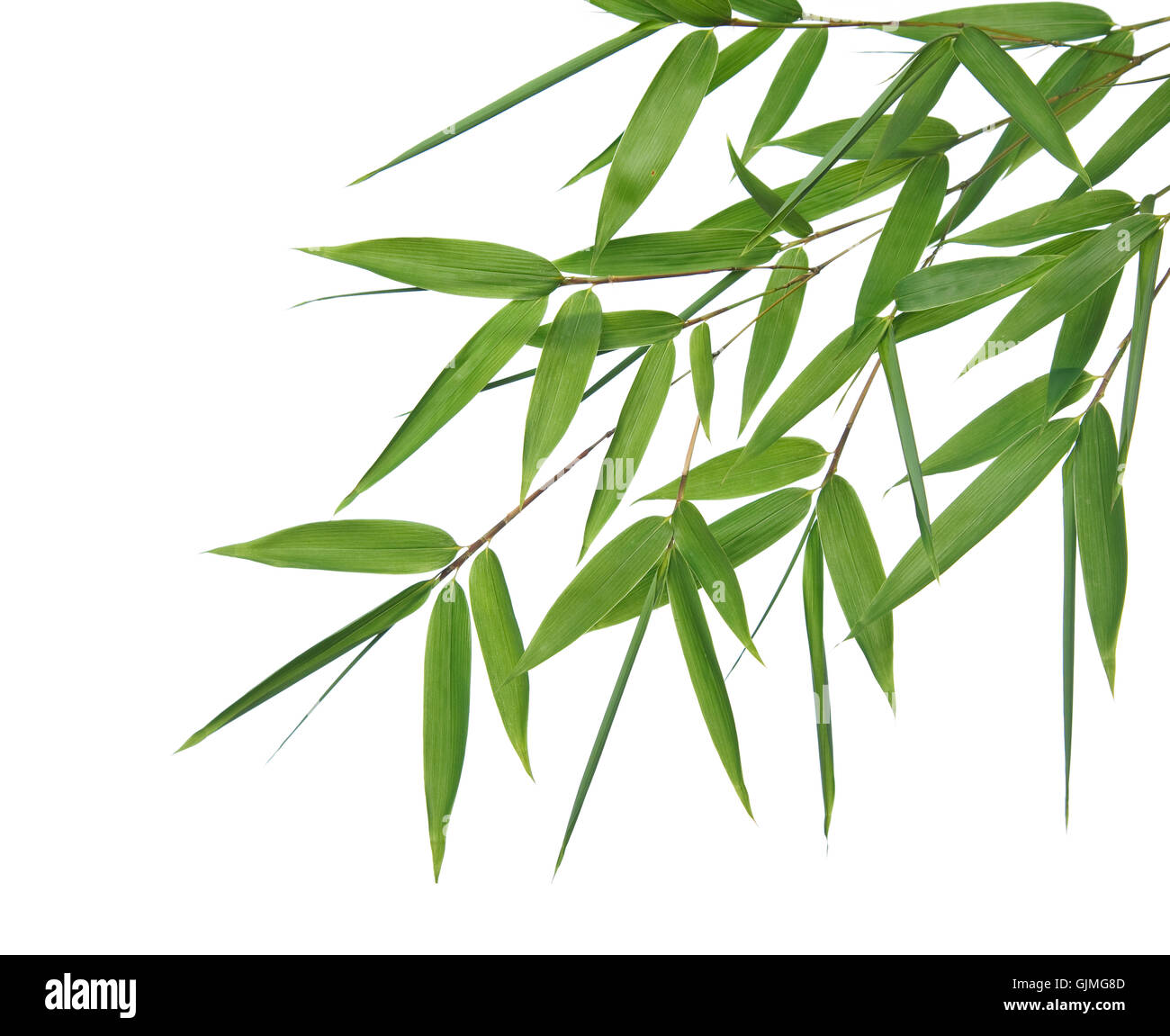 leaf leaves branch Stock Photo - Alamy