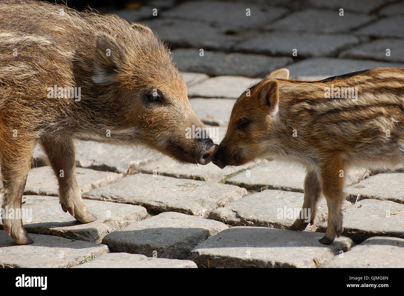 wild boar pig piglet Stock Photo - Alamy