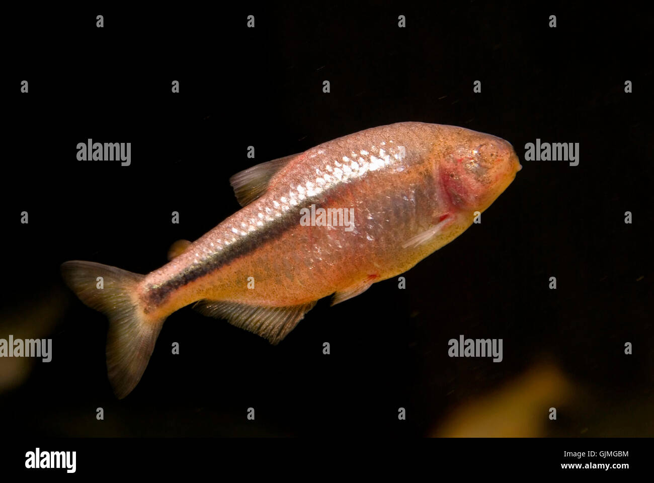 Blind fish hi-res stock photography and images - Alamy