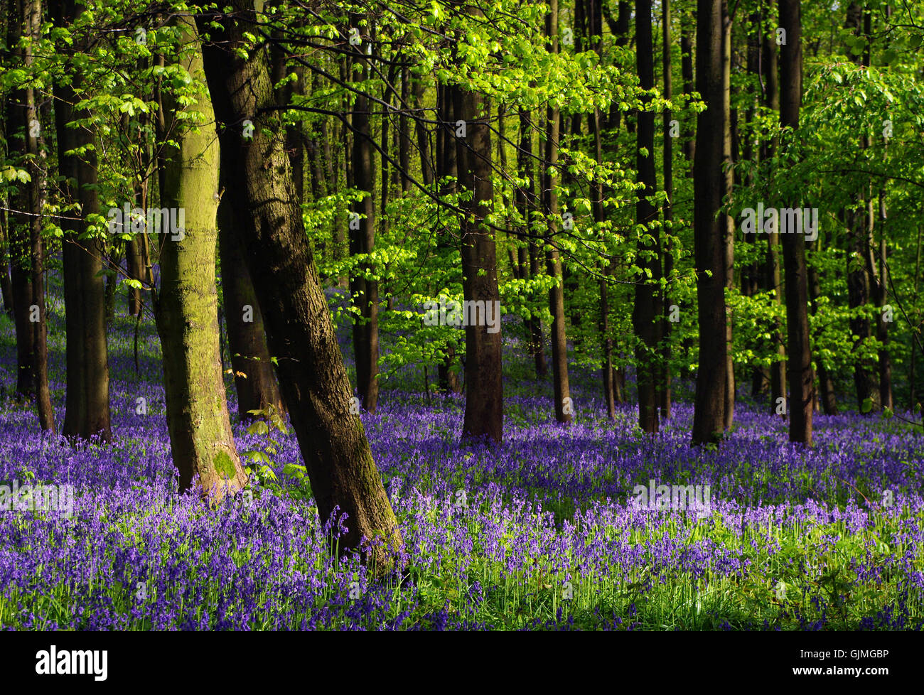 blue flower in the forest Stock Photo - Alamy