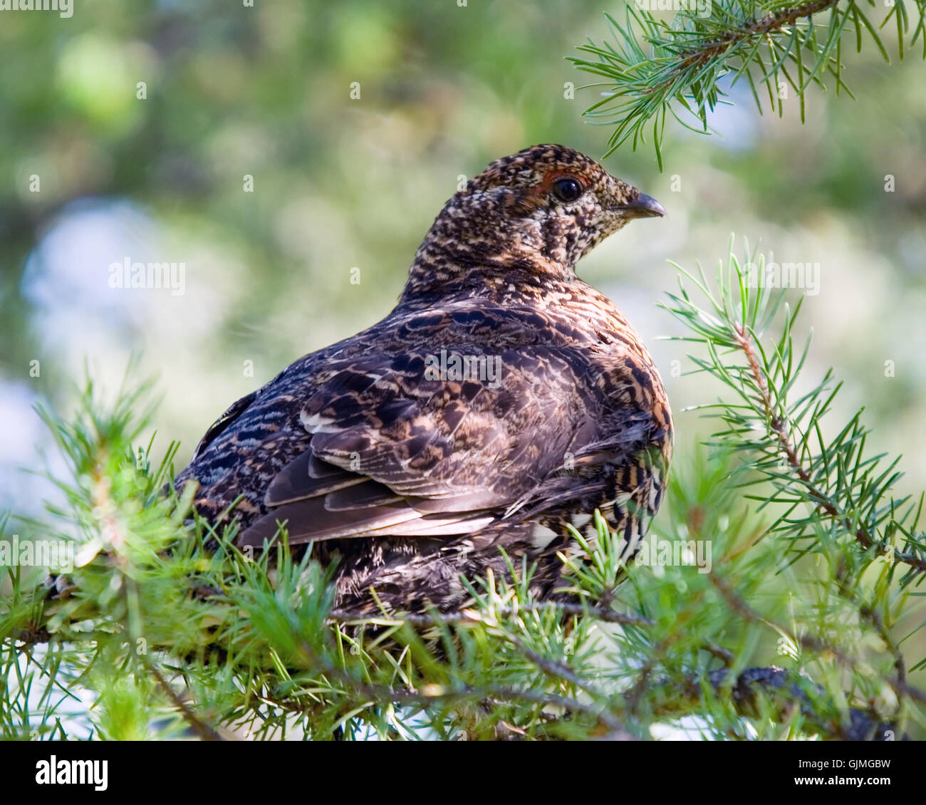 Upland game bird hunter hi-res stock photography and images - Alamy