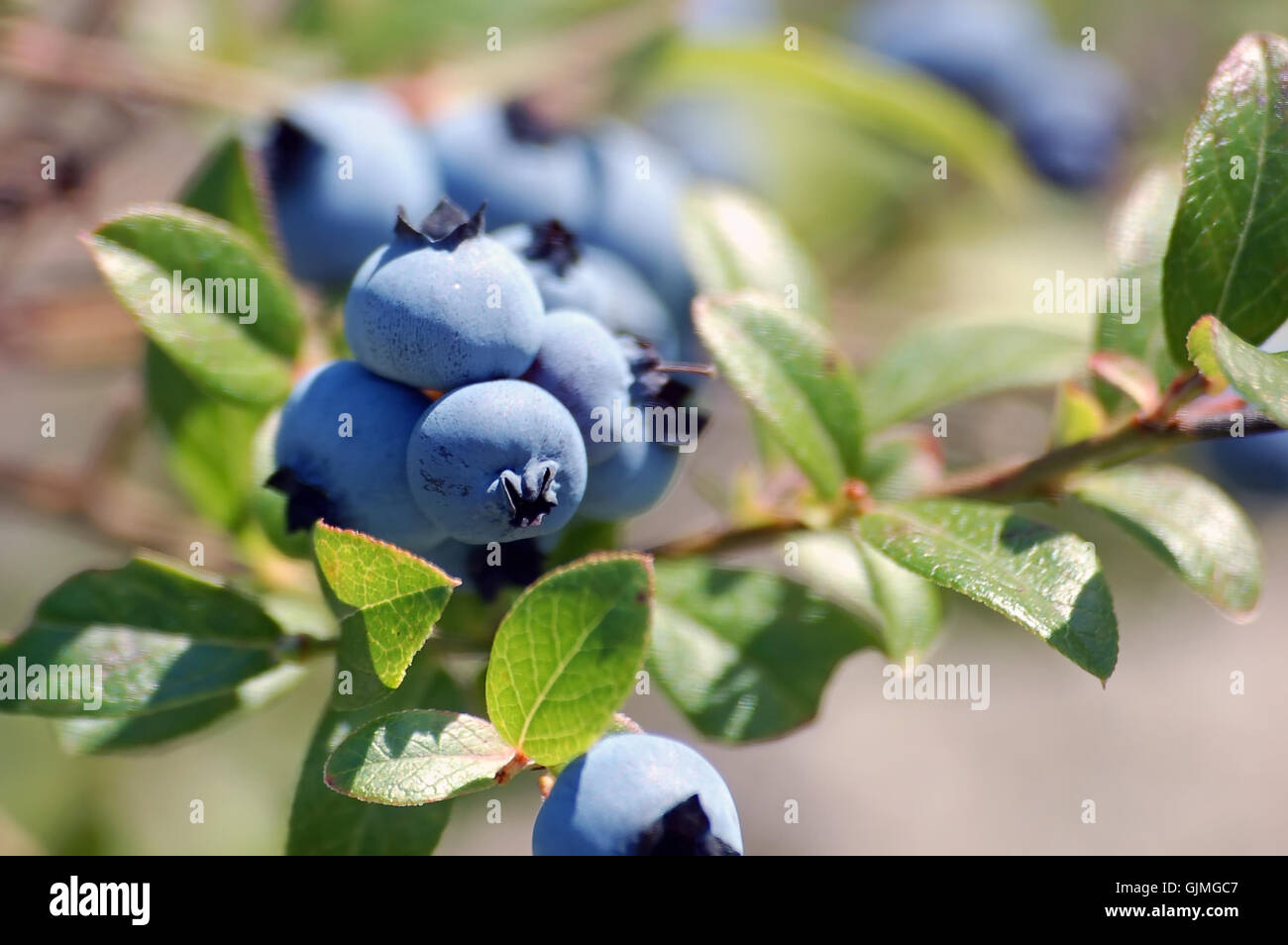 agriculture farming berry Stock Photo - Alamy
