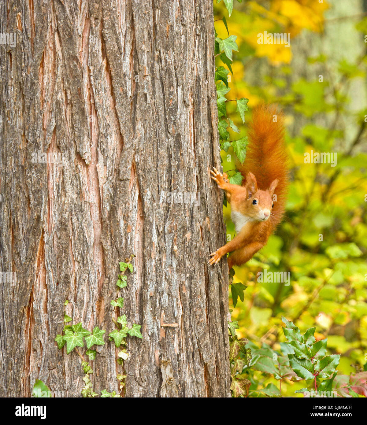 tree rodent look Stock Photo - Alamy