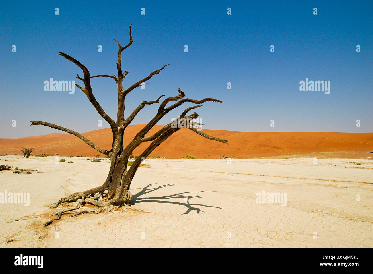 tree desert wasteland Stock Photo - Alamy
