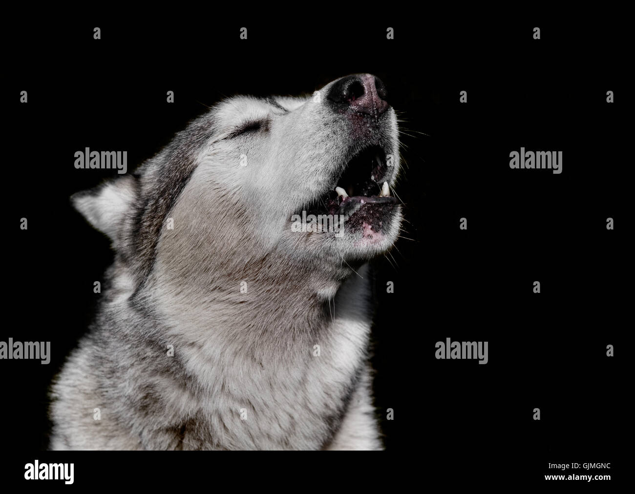 Dog howling hi-res stock photography and images - Alamy
