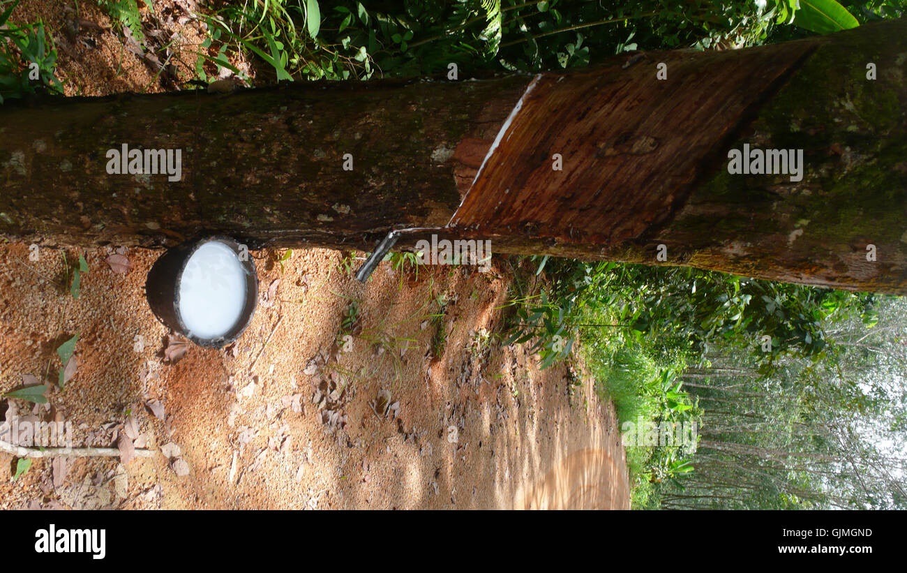 Rubber tree bark hi-res stock photography and images - Alamy
