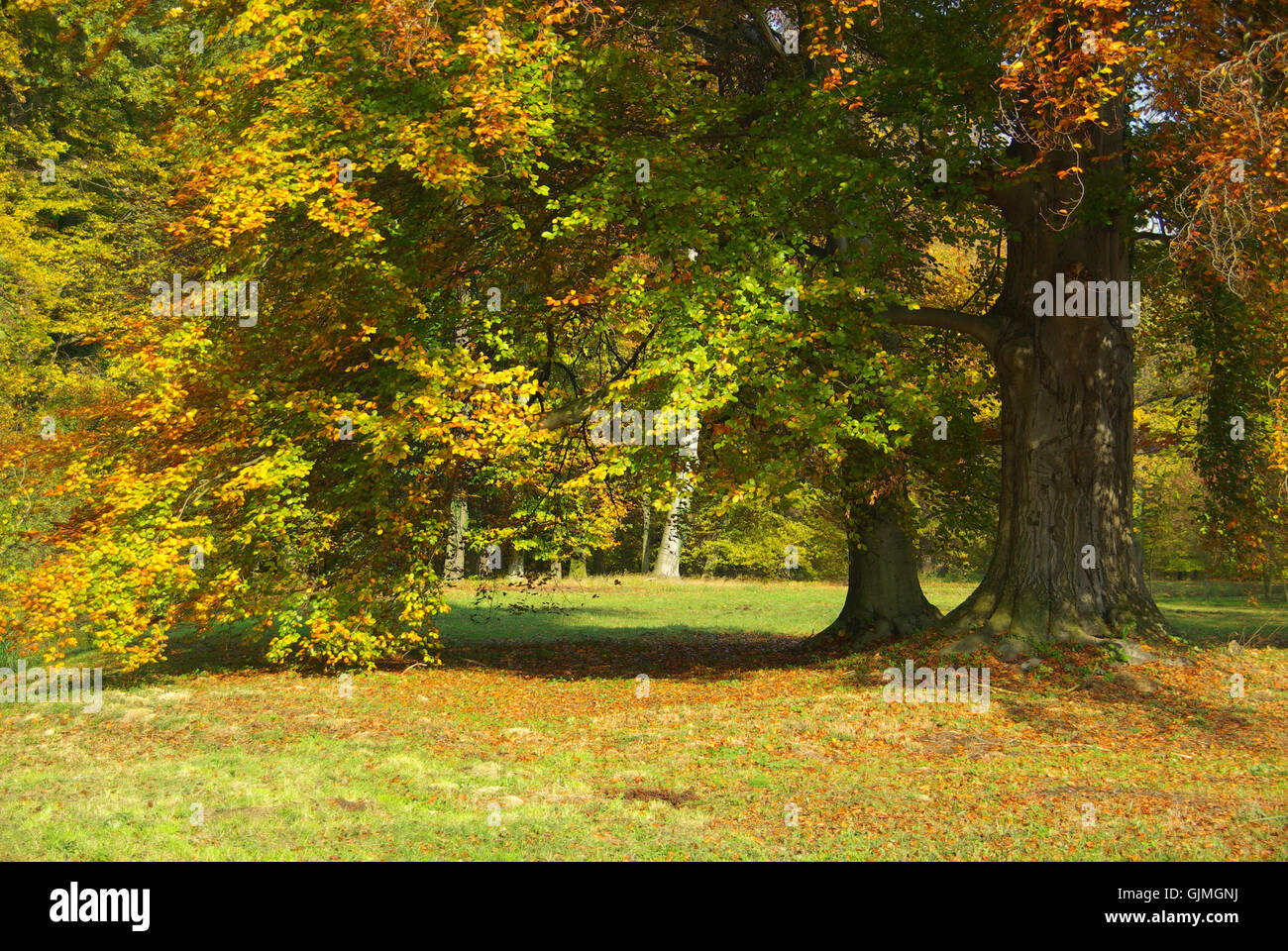 beech - beech 52 Stock Photo - Alamy