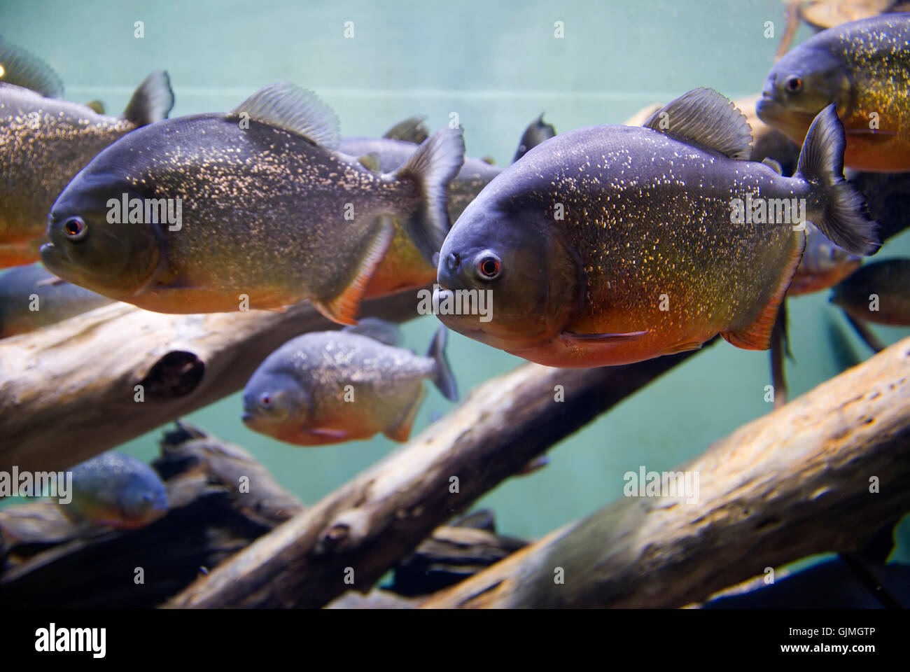 american fish south Stock Photo - Alamy