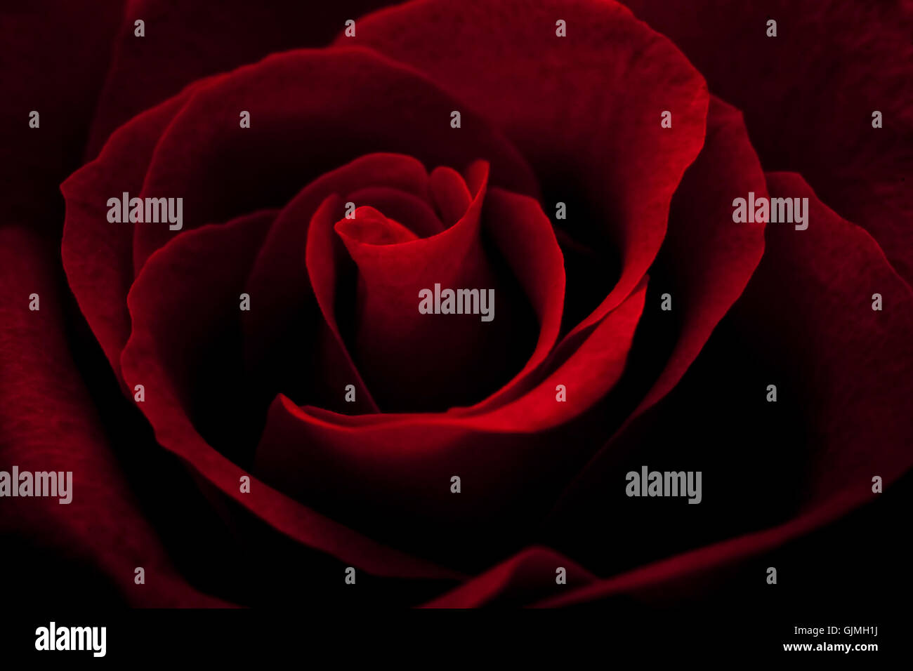 flower plant rose Stock Photo - Alamy