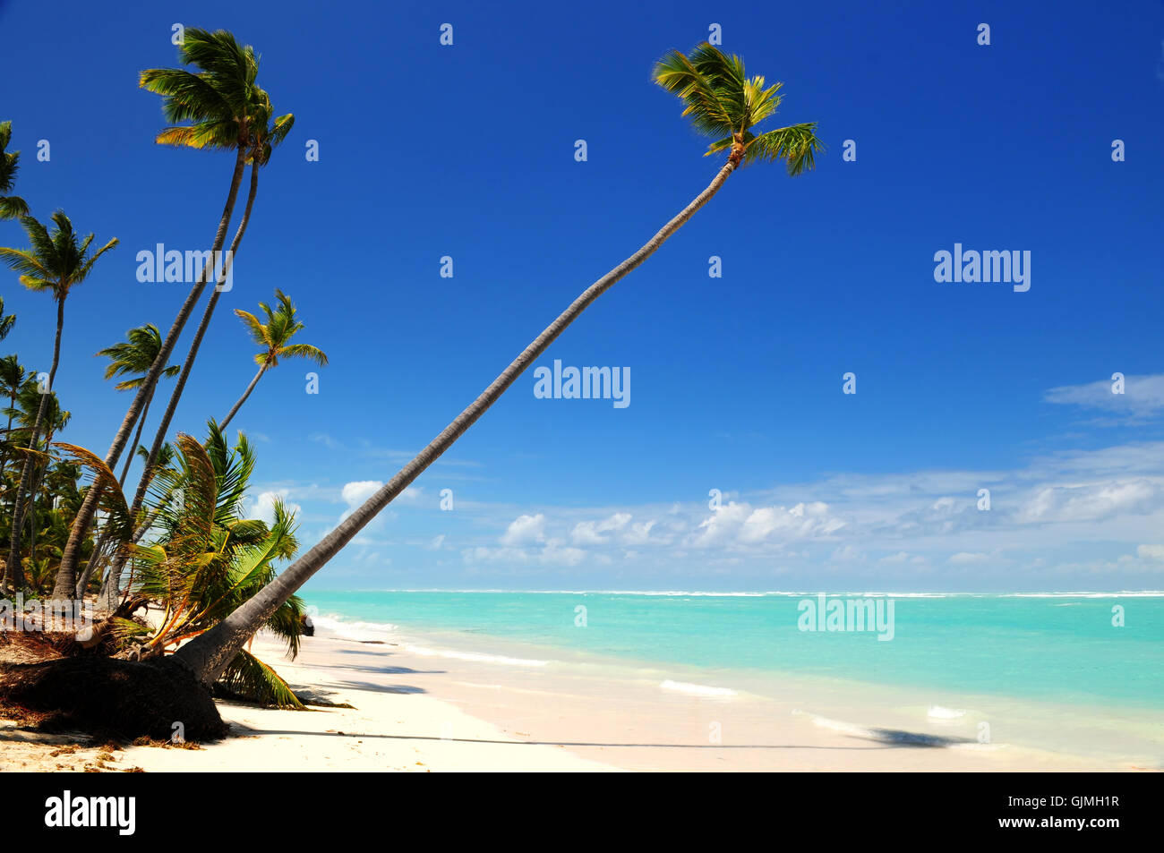 Tree beach seaside seashore hi-res stock photography and images - Alamy