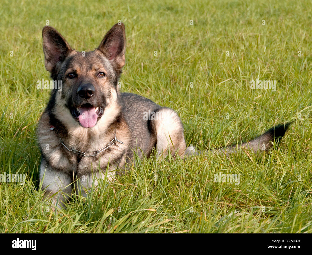 Rast hi-res stock photography and images - Alamy