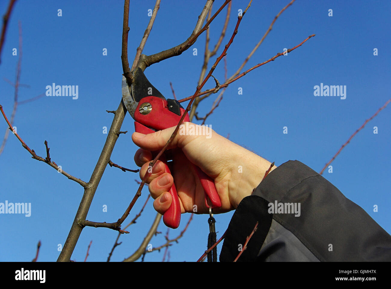 hand tree branch Stock Photo - Alamy