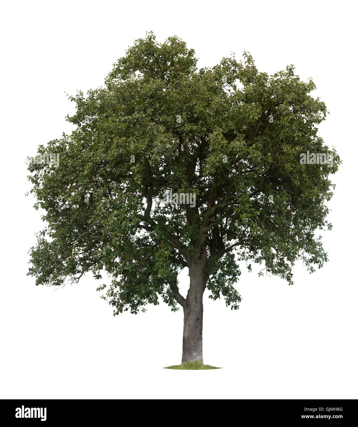 leaf isolated tree Stock Photo - Alamy