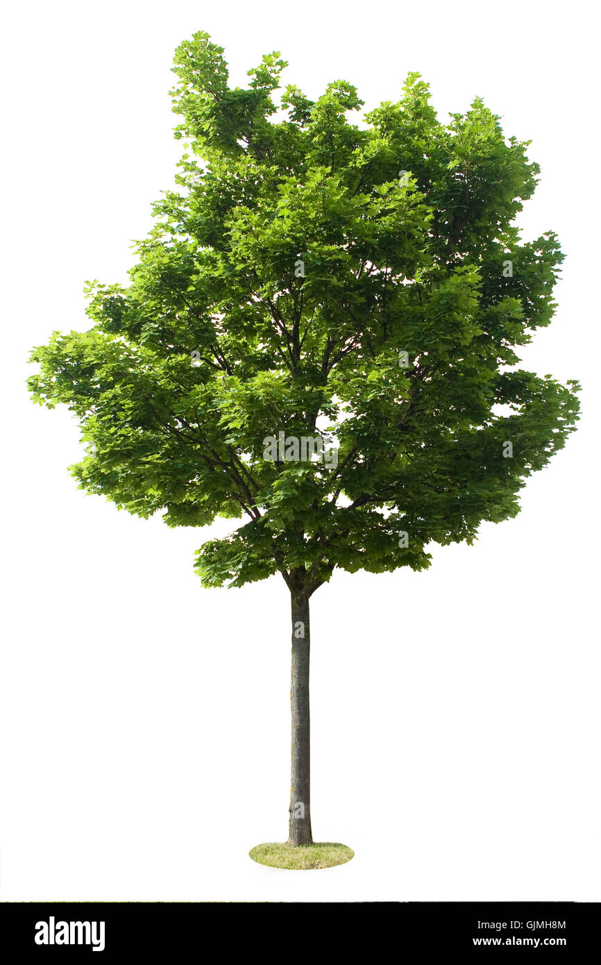 leaf isolated tree Stock Photo - Alamy