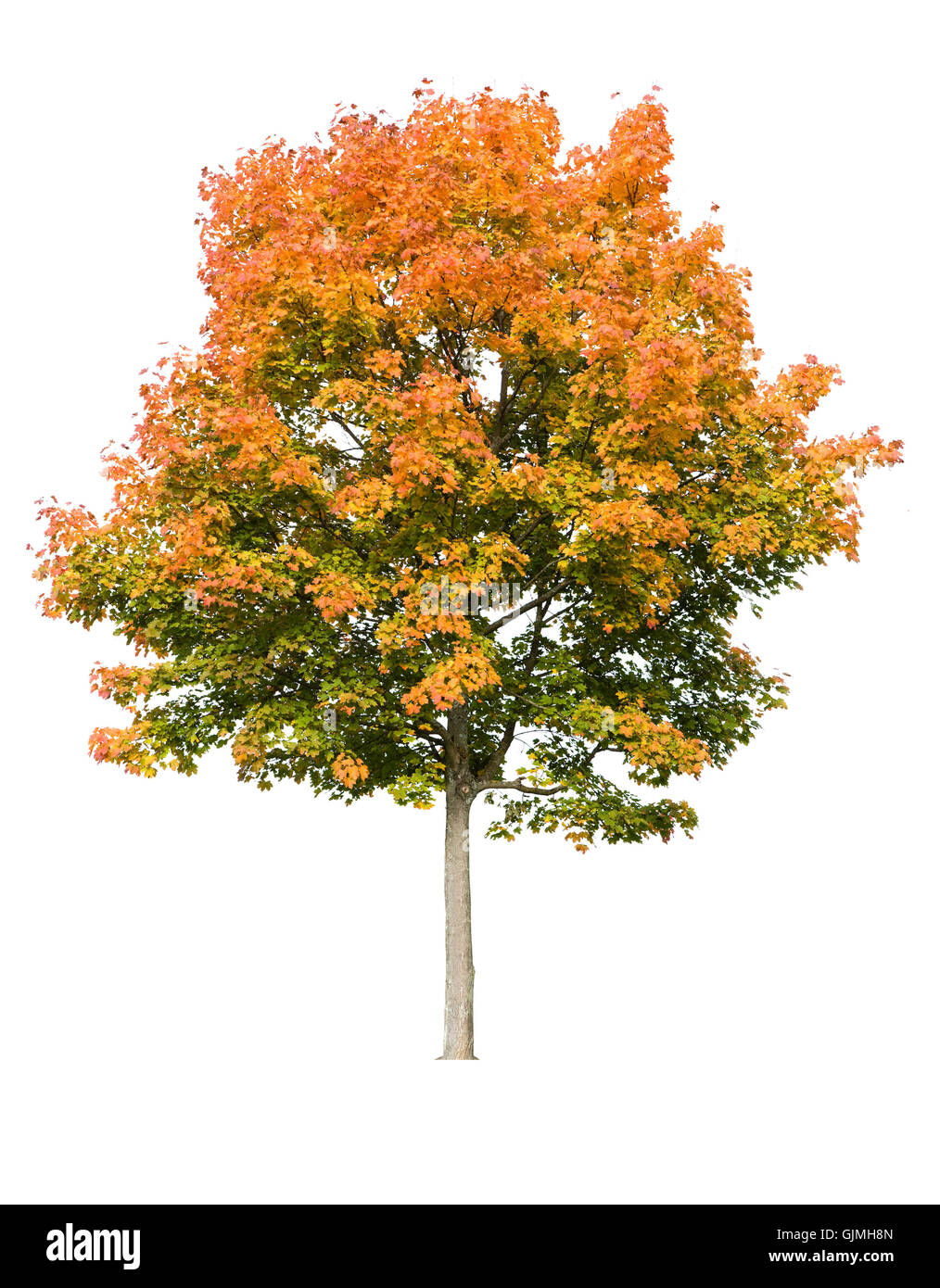 Lone leaf Cut Out Stock Images & Pictures - Alamy