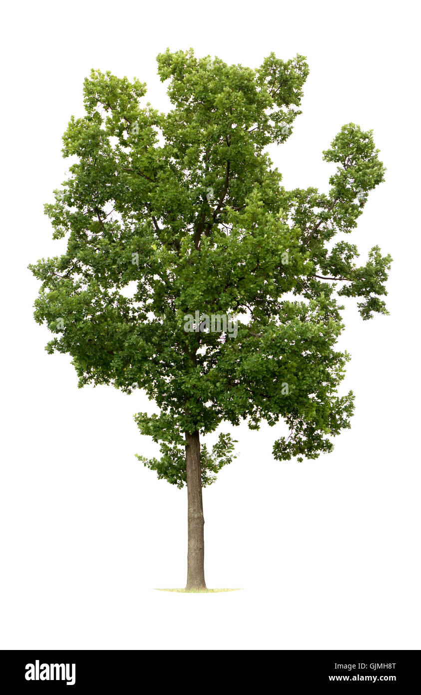 leaf isolated tree Stock Photo - Alamy