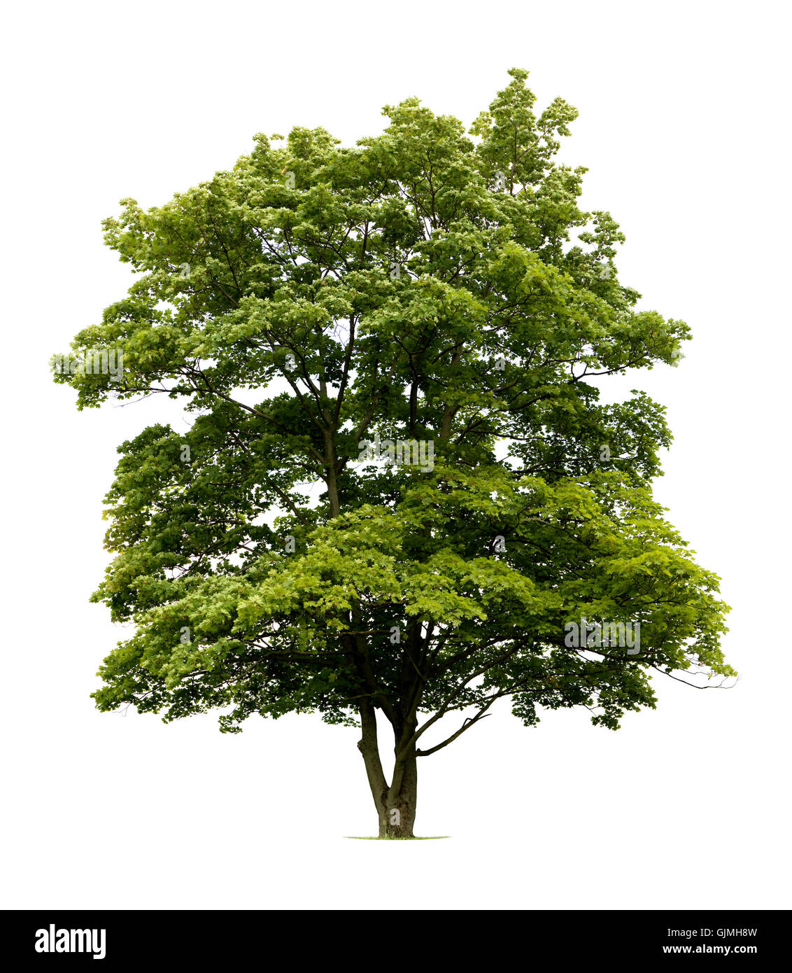 leaf isolated tree Stock Photo - Alamy