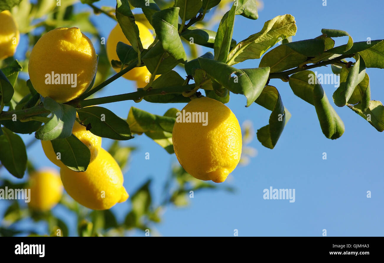 Citron juice hi-res stock photography and images - Alamy