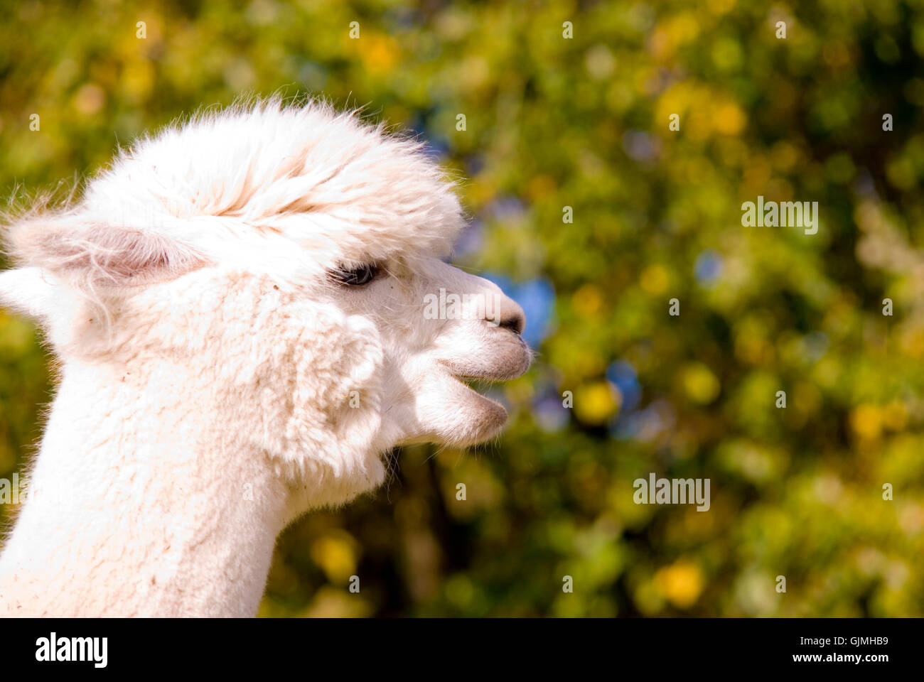 animal wool exotic Stock Photo - Alamy