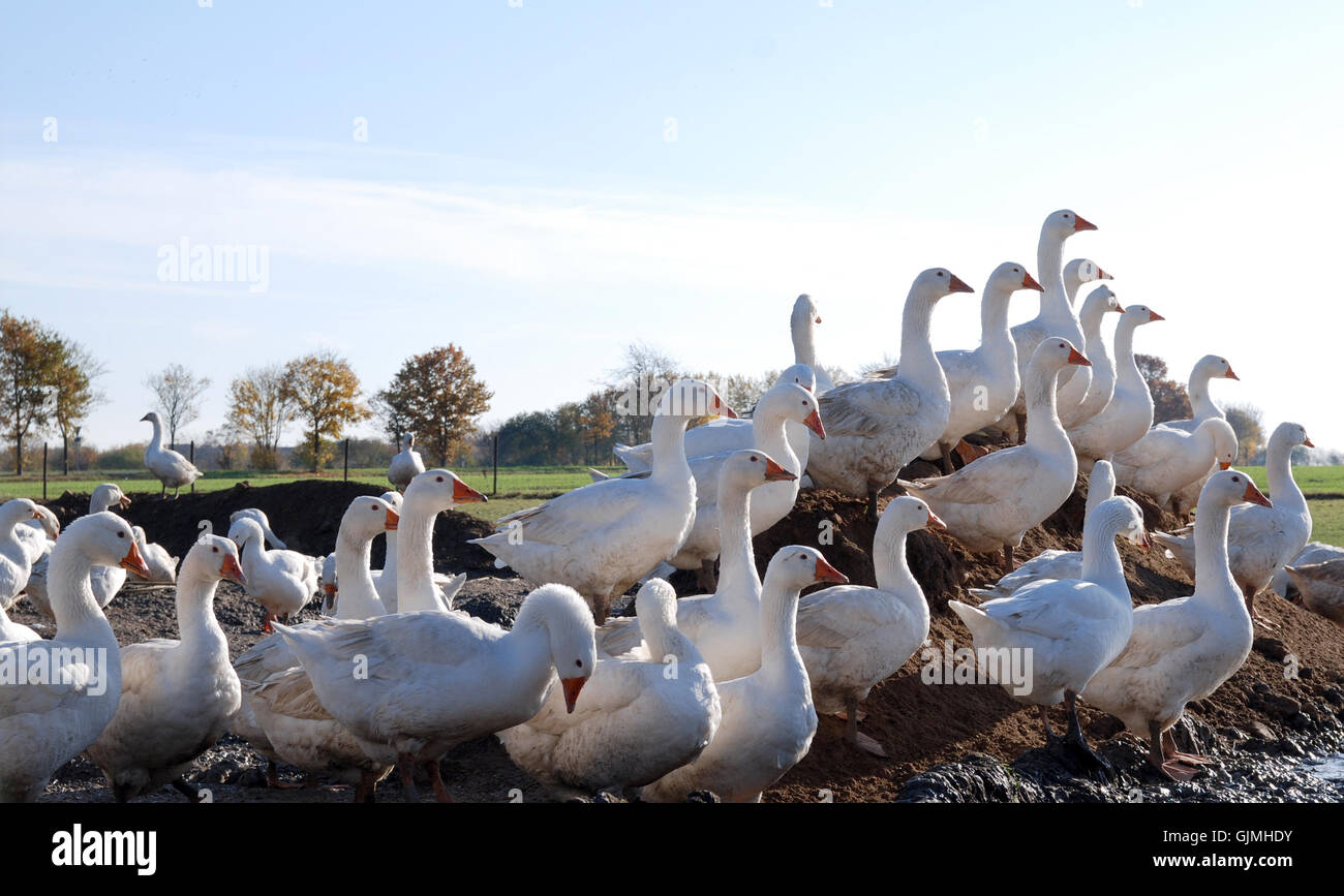 Bird pluck feathers hi-res stock photography and images - Alamy