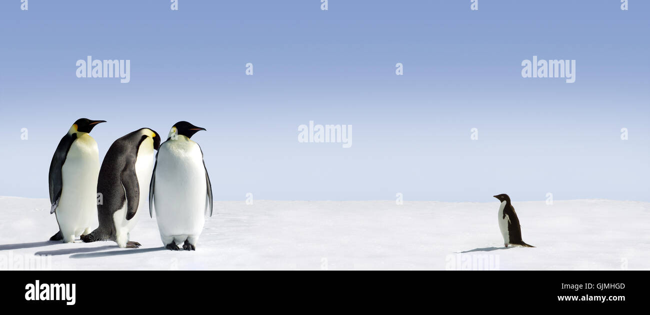 Group of little penguins hi-res stock photography and images - Alamy