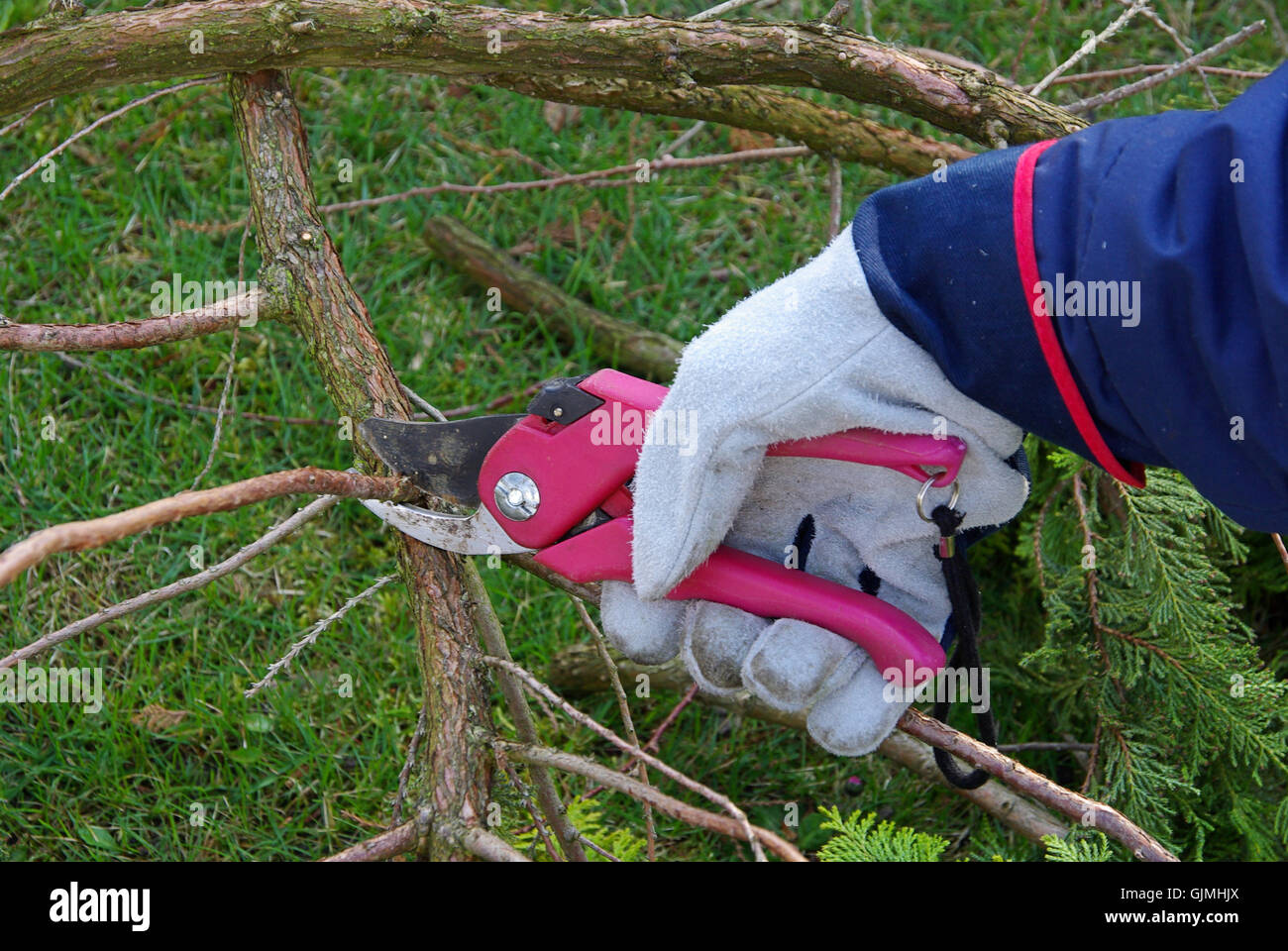 hand tree branch Stock Photo - Alamy