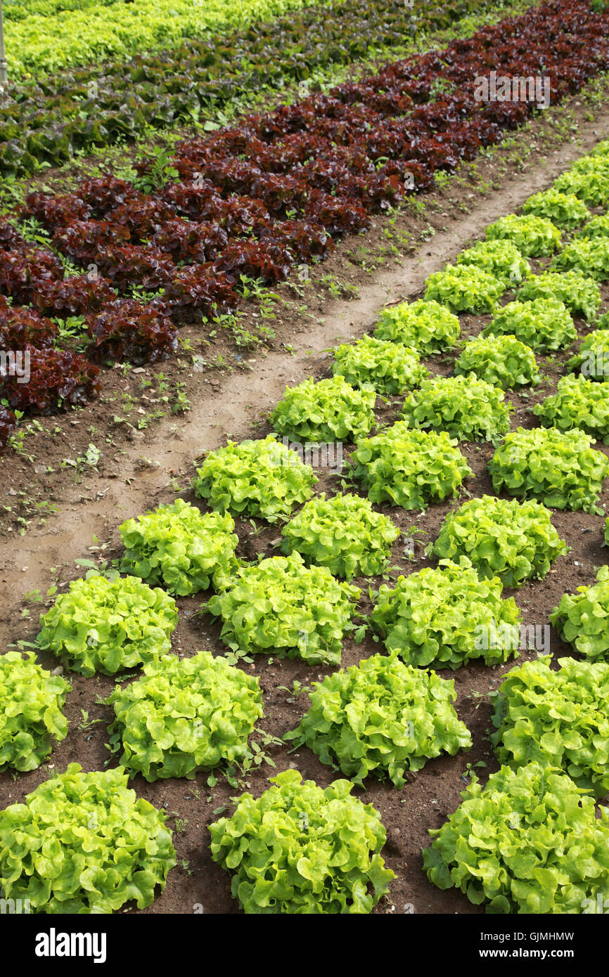 agriculture farming field Stock Photo - Alamy