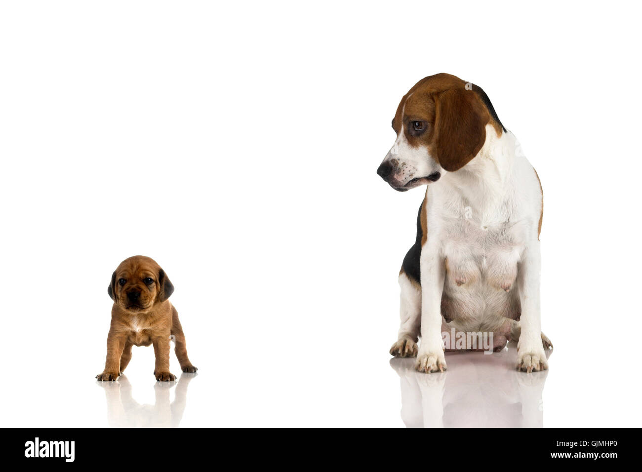 animal pets dog Stock Photo - Alamy