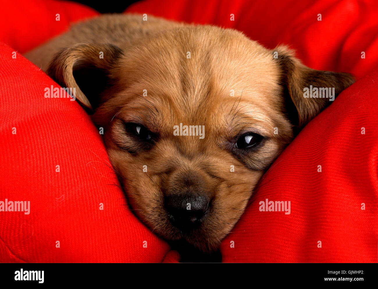 Animal pets hi-res stock photography and images - Alamy