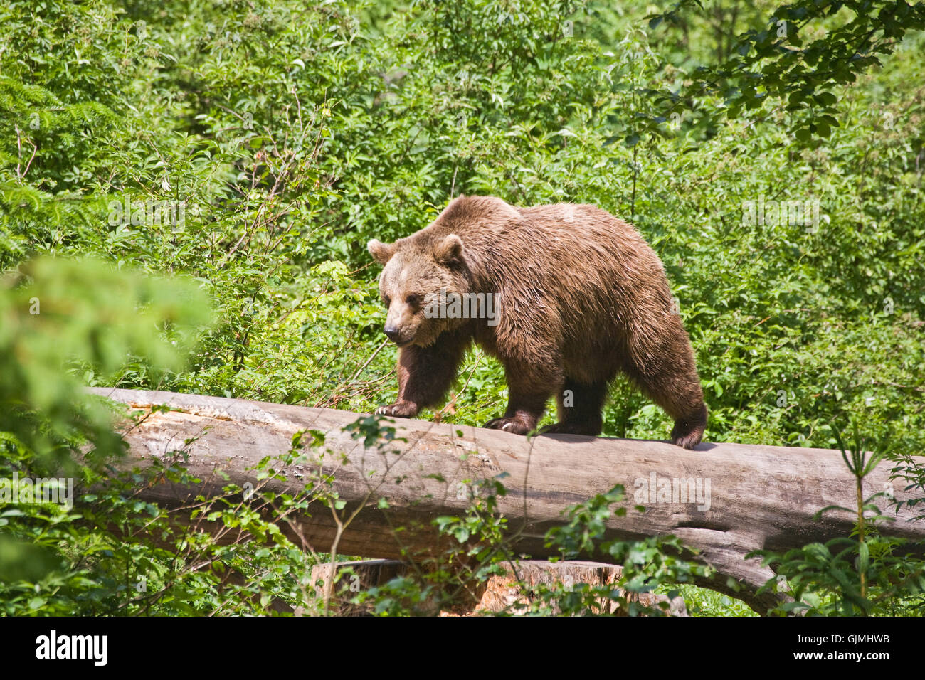 tree bear brown Stock Photo - Alamy