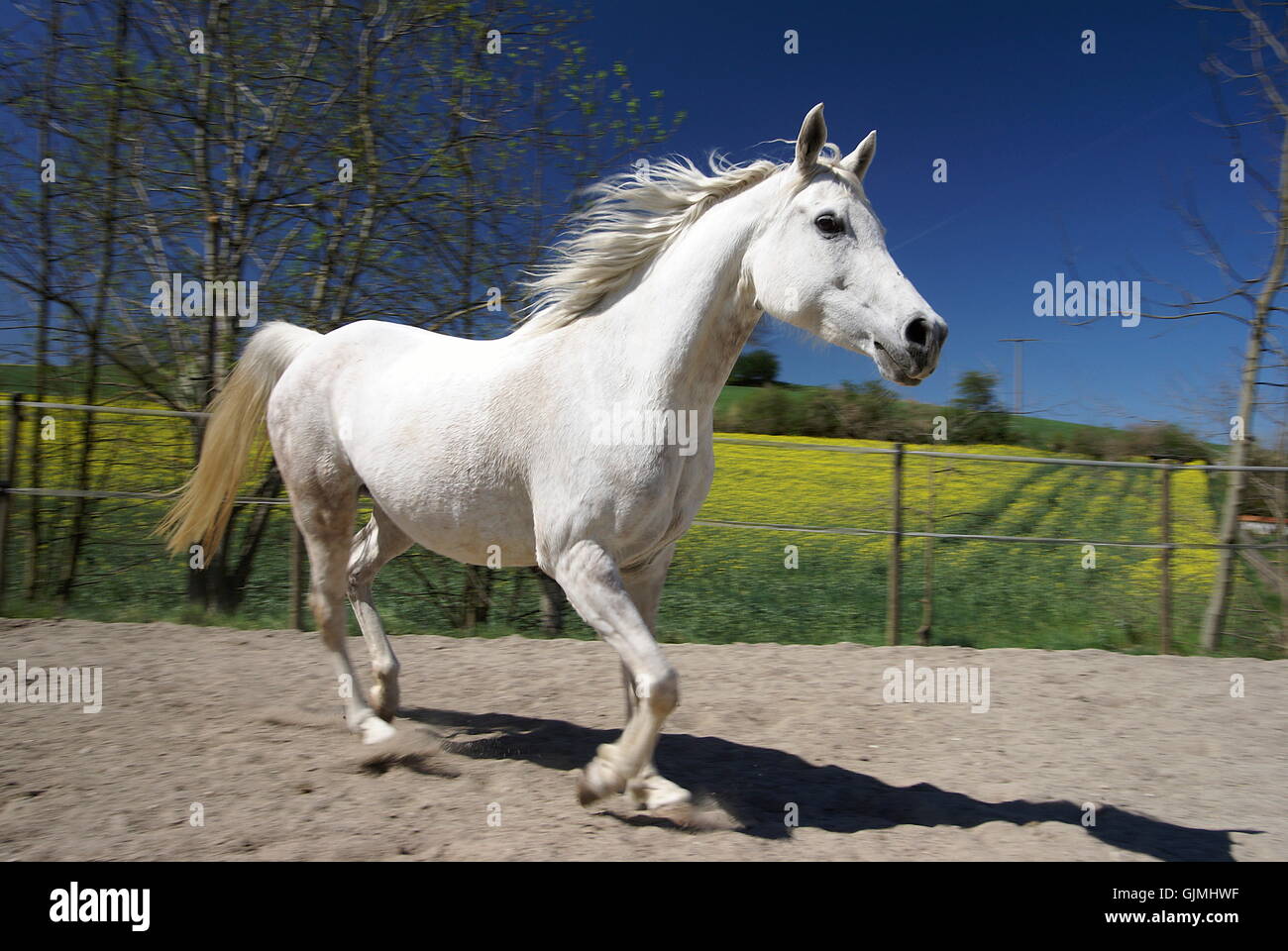 horse animal paddock Stock Photo - Alamy